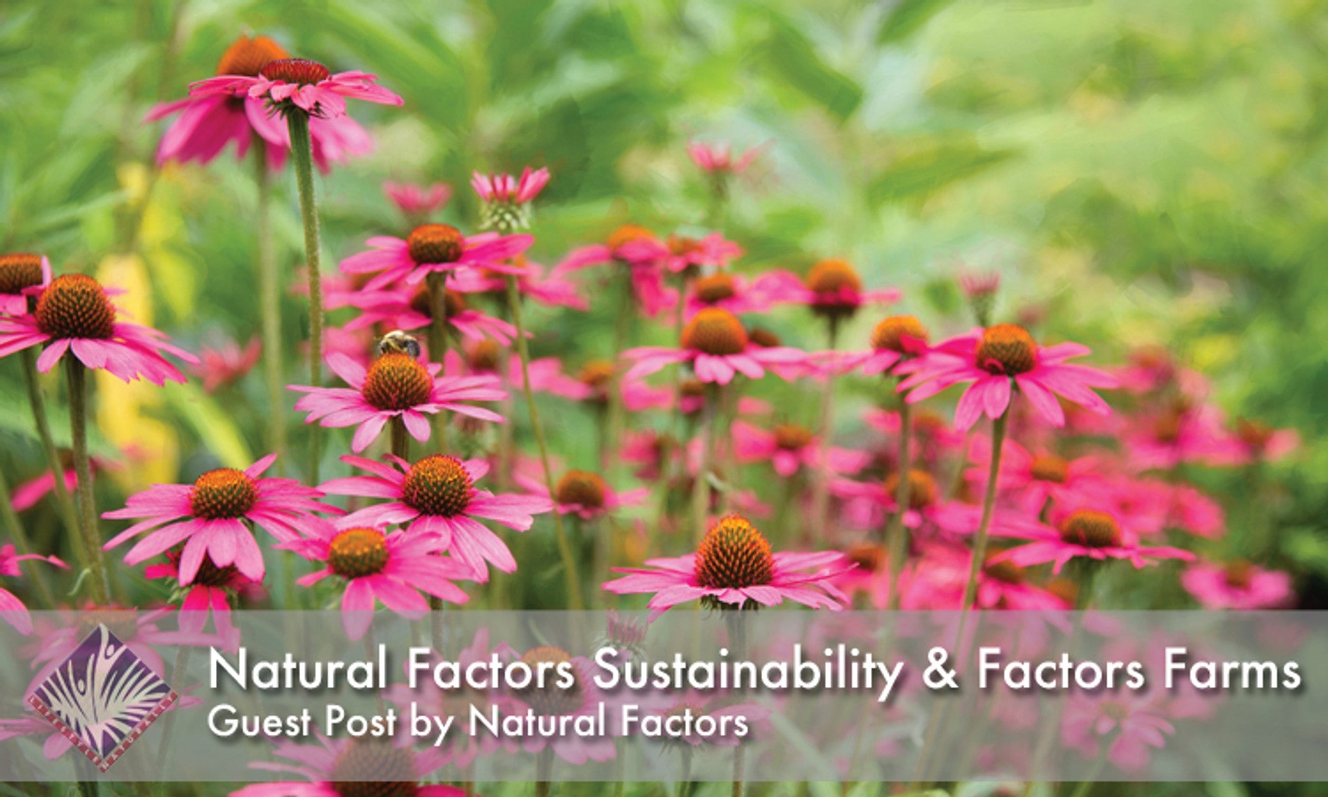 Natural Factors Sustainability & Factors Farms – Lifestyle Markets